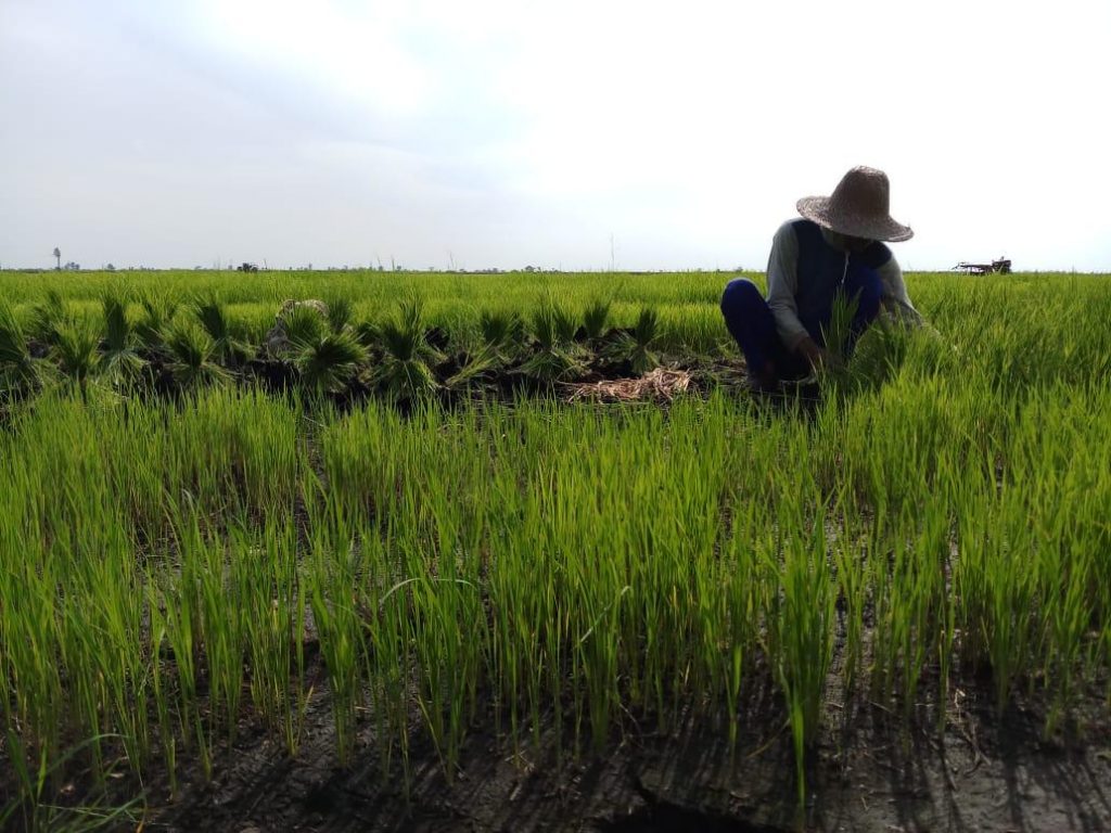 HPS Ke-38, Momen Eksistensi Indonesia Dalam Optimasi Lahan Rawa - MONITOR