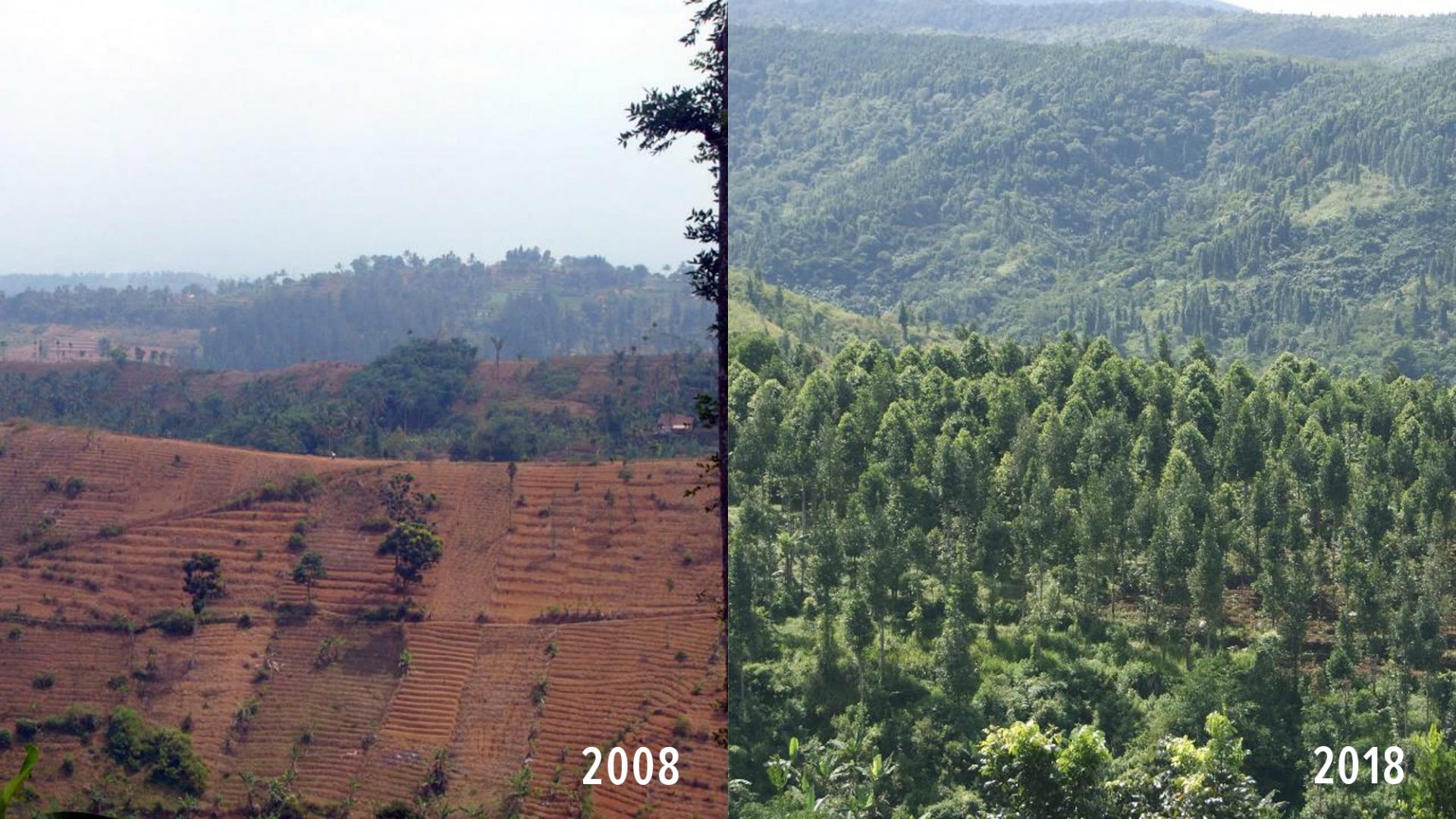300 ha Lahan di TN Gunung Gede Pangrango kembali disulap jadi Hutan ...