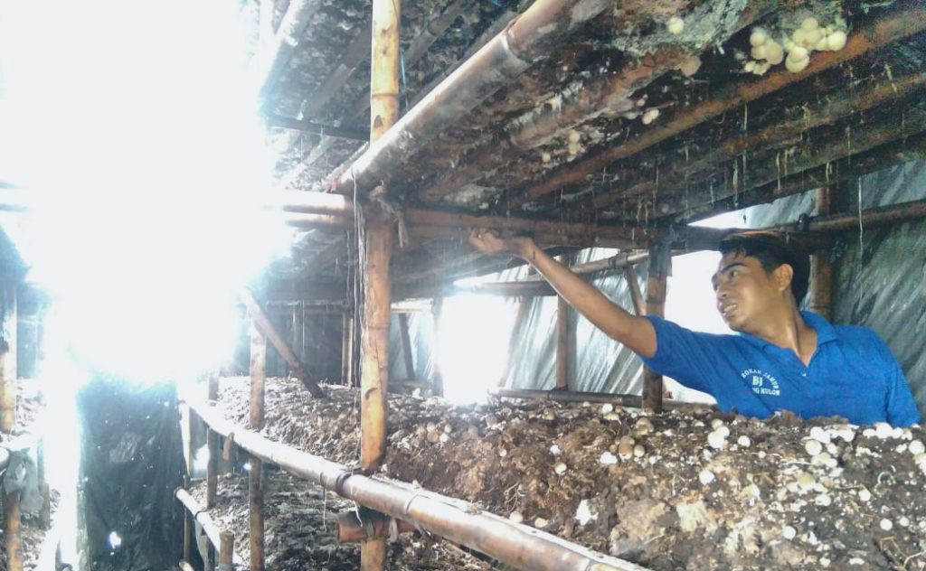 Jamur Merang; Penggerak Ekonomi Masyarakat Susukan Cirebon - MONITOR
