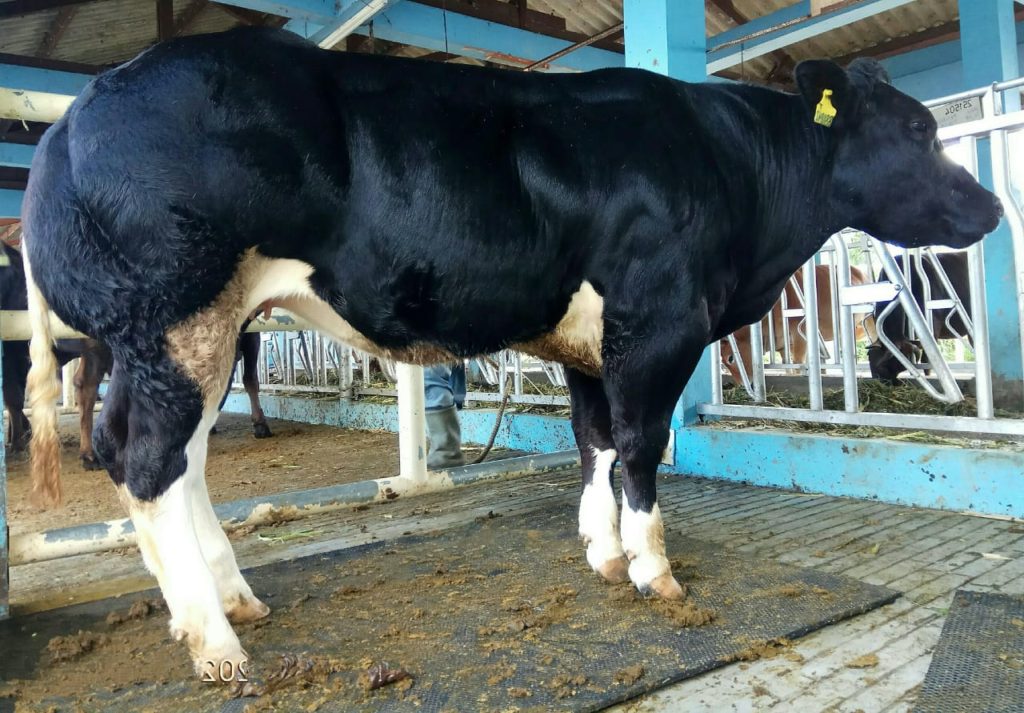 Kementan Umumkan Keberhasilan Produksi Embrio Sapi Belgian Blue Murni ...