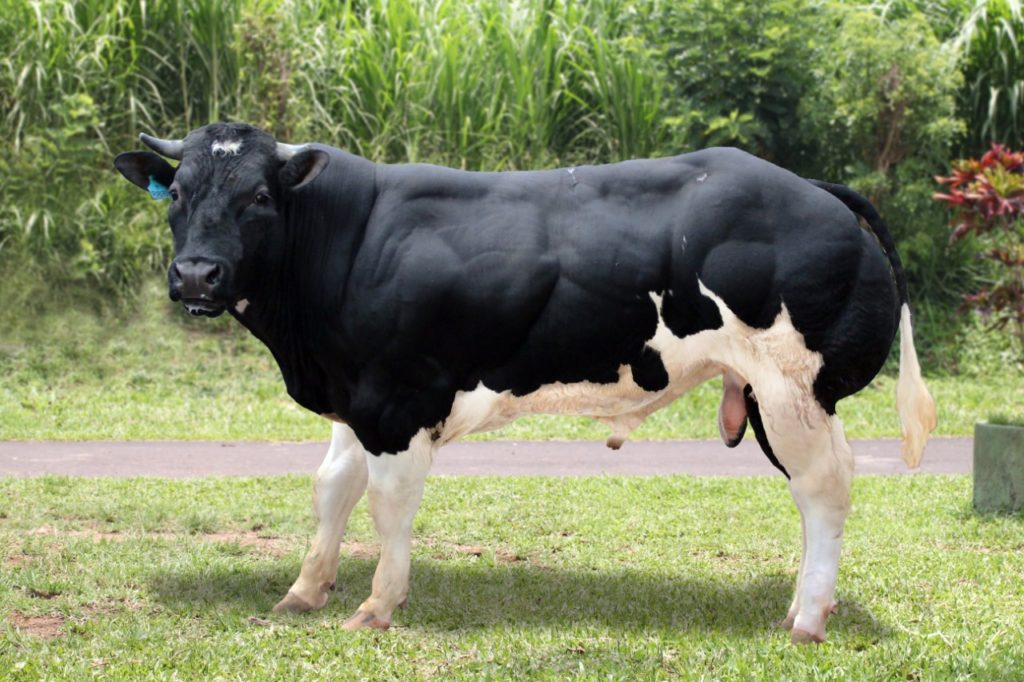 Genjot Populasi Sapi BB, Penuhi Protein Hewani - MONITOR