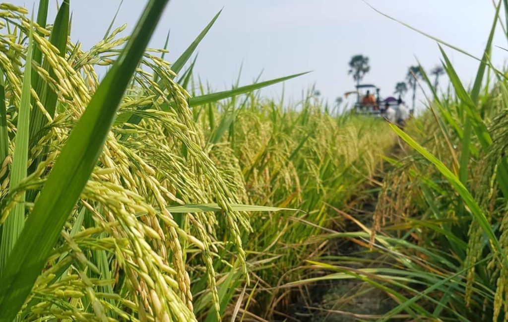 Kementan Dorong Pengembangan Varietas Padi Super Genjah untuk Tanam 4 ... Kementan Dorong Pengembangan Varietas Padi Super Genjah untuk Tanam 4 ...