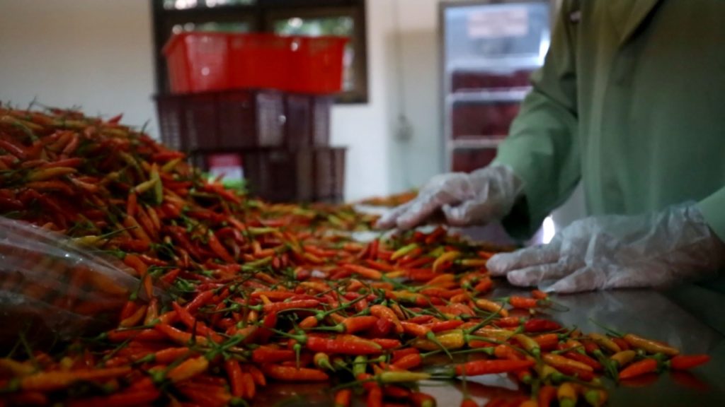 Pengolahan dan Penanganan Cabai Segar untuk Siasati Fluktuasi Harga ...