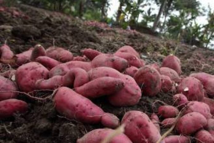 Segudang Khasiat Ubi Jalar Bagi Kesehatan Tubuh - MONITOR Segudang Khasiat Ubi Jalar Bagi Kesehatan Tubuh - MONITOR