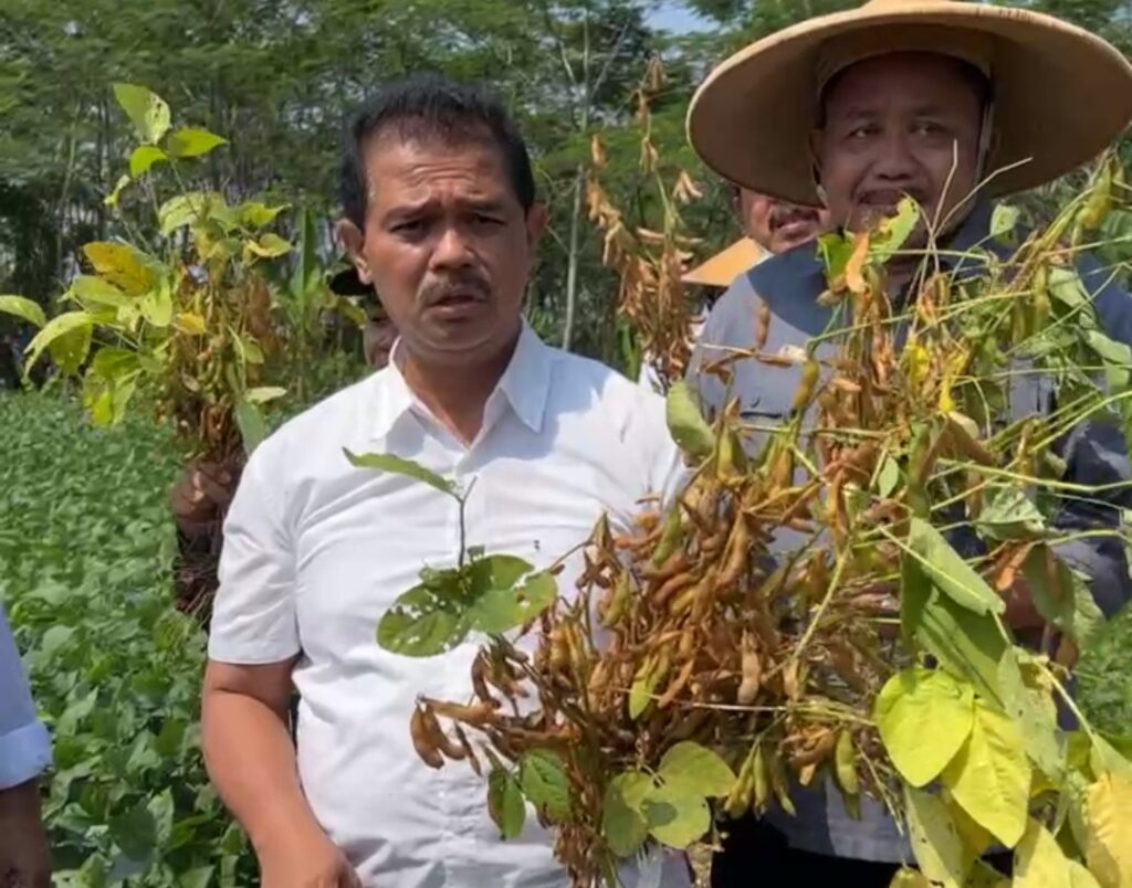 Kementan Bangkitkan Kedelai Nasional Melalui Kepastian Harga dan Pasar ... Kementan Bangkitkan Kedelai Nasional Melalui Kepastian Harga dan Pasar ...