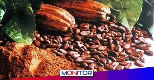 Harga Referensi CPO Turun, Biji Kakao Malah Naik - MONITOR
