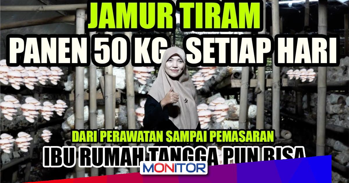 Sukses Budidaya Jamur Tiram, Perawatan Mudah, Harga Tak Pernah Jatuh ...