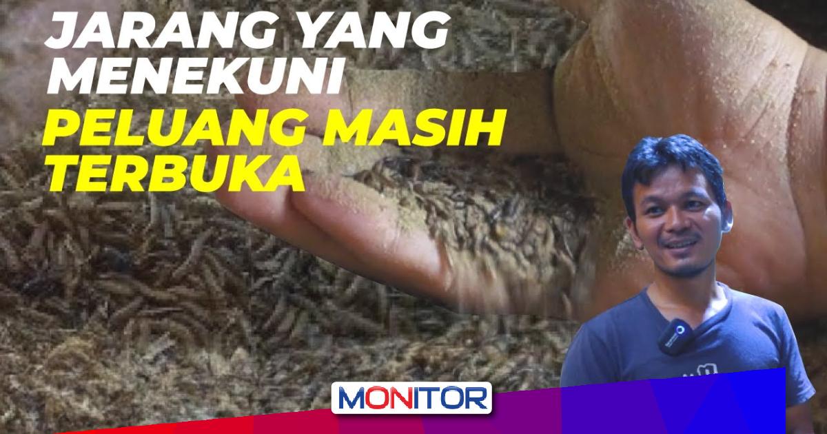 Cetak Uang dari Ternak Ulat Kandang - MONITOR