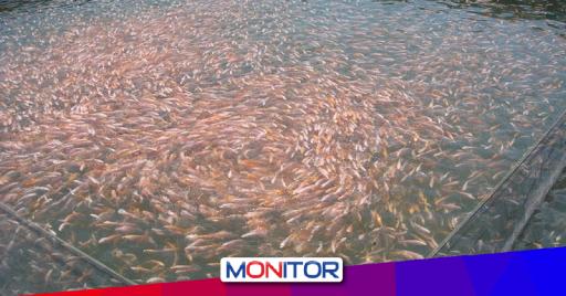 Penyediaan pakan berkualitas masih jadi kendala industri akuakultur di ...